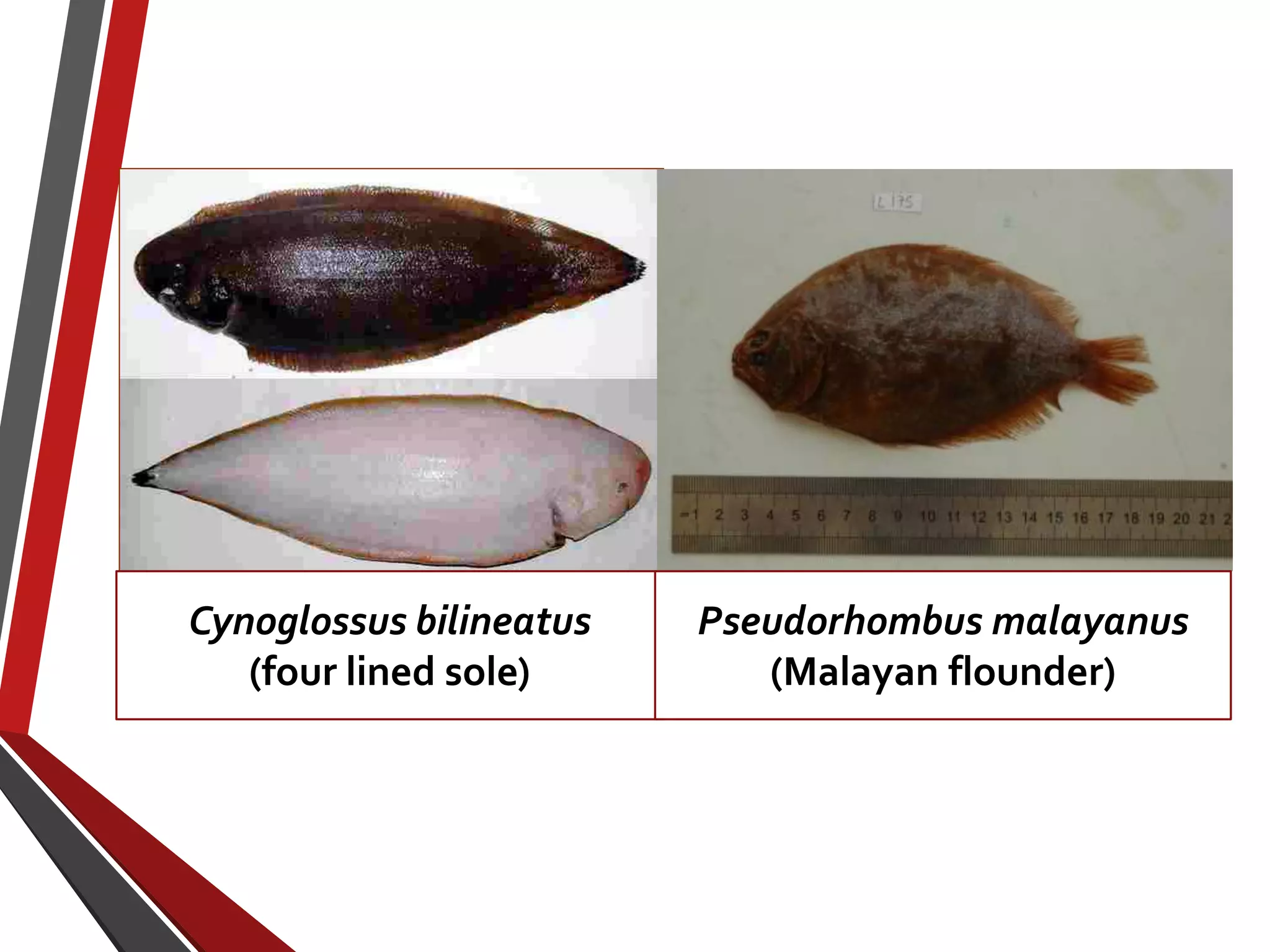 Flat fishes and their fisheries | PDF