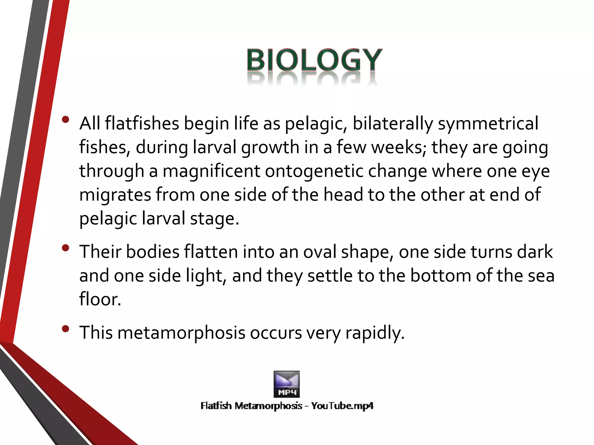 Flat fishes and their fisheries | PDF