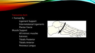 Flat foot By Dr.Mahbub | PPTX