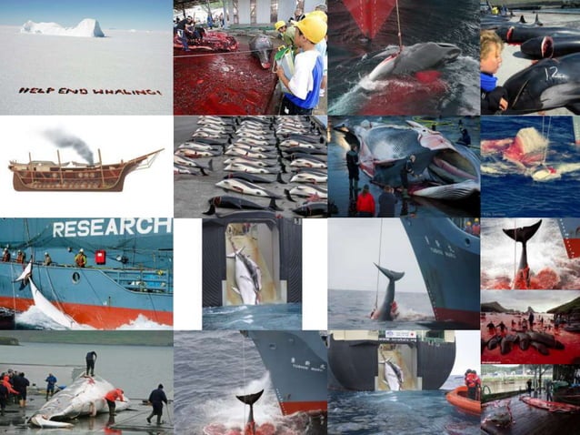 Flat plans for fanzine | PPTX