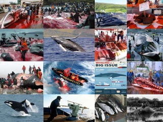 Flat plans for fanzine | PPTX