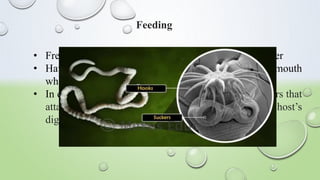 Flatworm.pptx