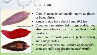 Flatworm.pptx