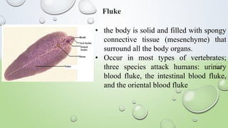 Flatworm.pptx