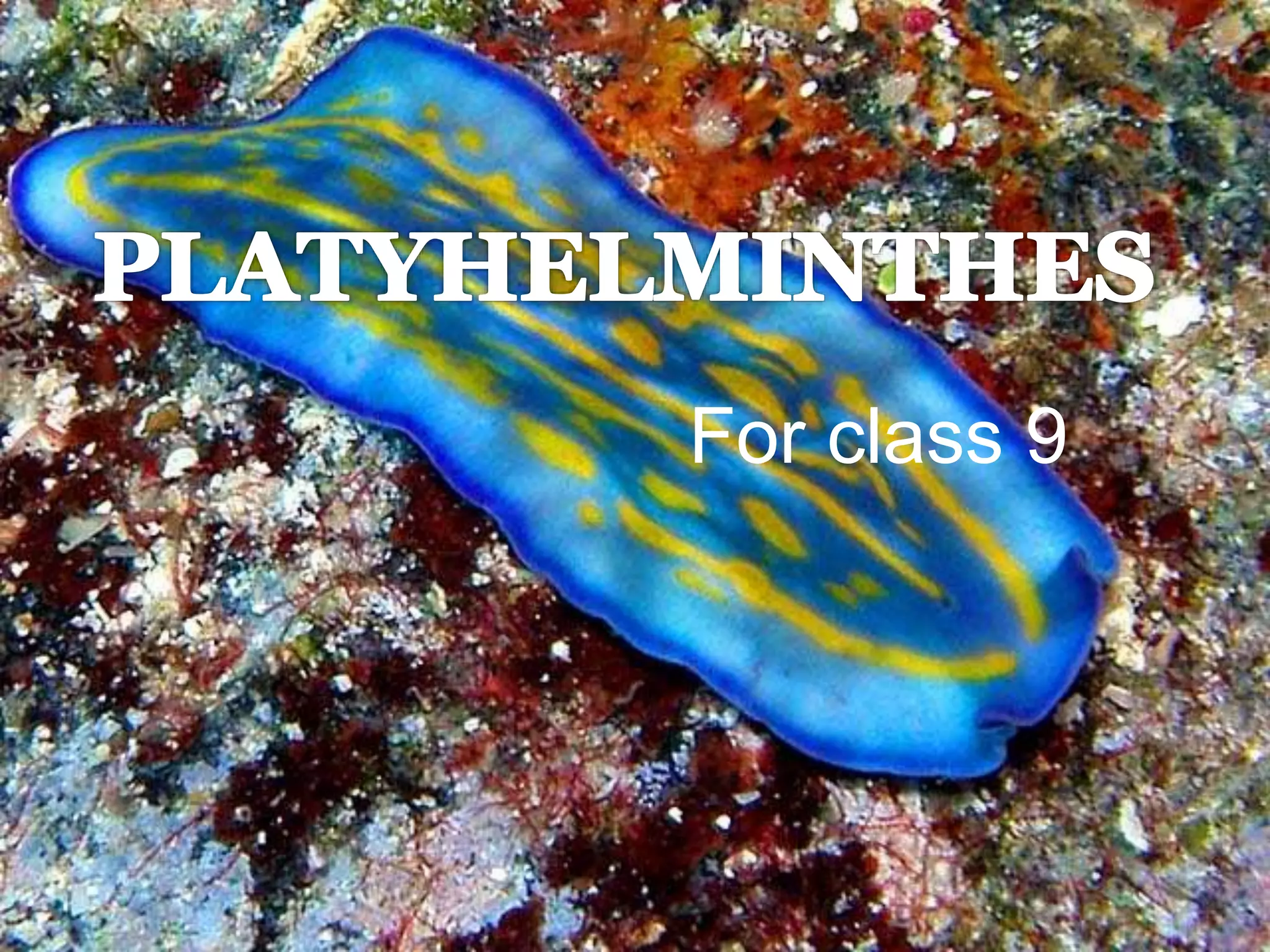 Flatworms | PPT