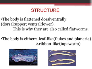 Flatworms | PPTX