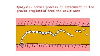 Characteristics of Phylum Platyhelminthes (Flatworm) | PPT