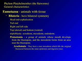 flatworms.ppt important notes for bsc zbc | PPT
