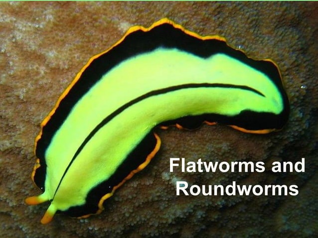Flatworms and Roundworms and Rotifers 2018.pdf
