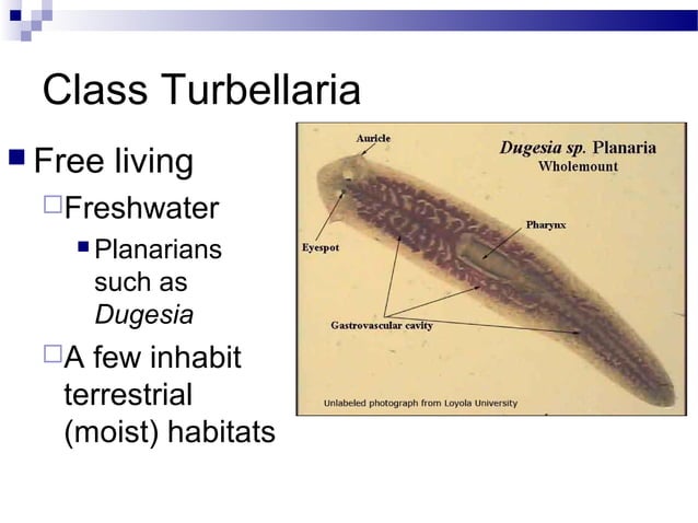 Phylum Platyhelminthes | PPT | Biological Sciences | Science