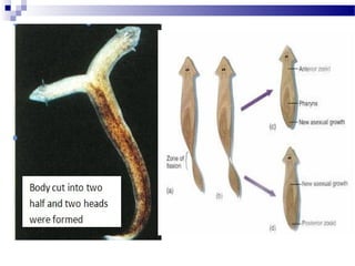 Turbellaria Reproduction