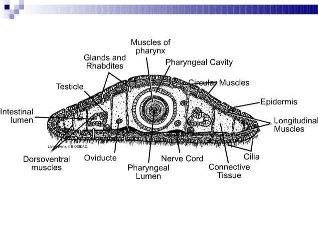 Phylum Platyhelminthes