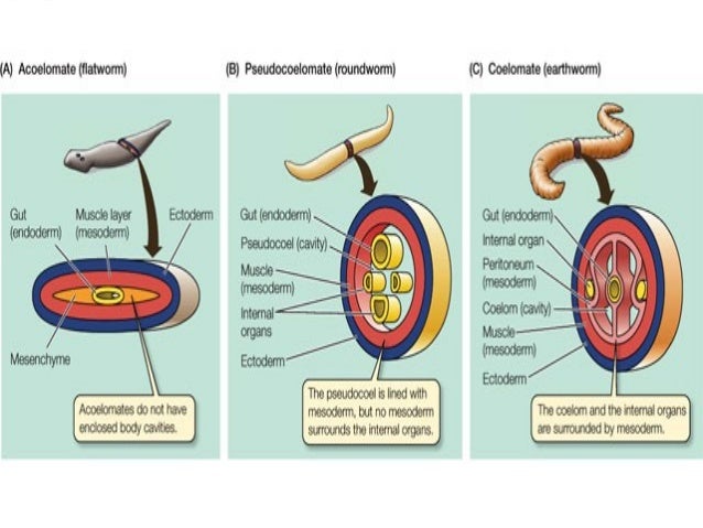 Phylum Platyhelminthes