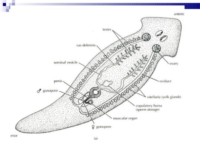 Phylum Platyhelminthes