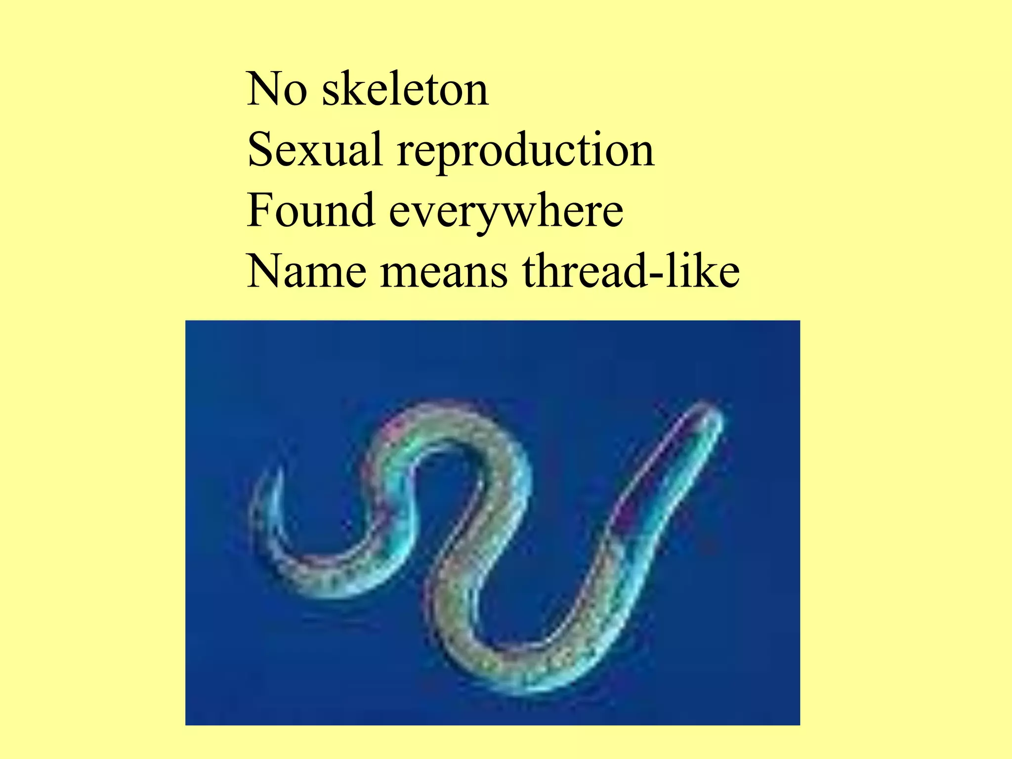 Flatworms roundworms notes | PPT | Free Download