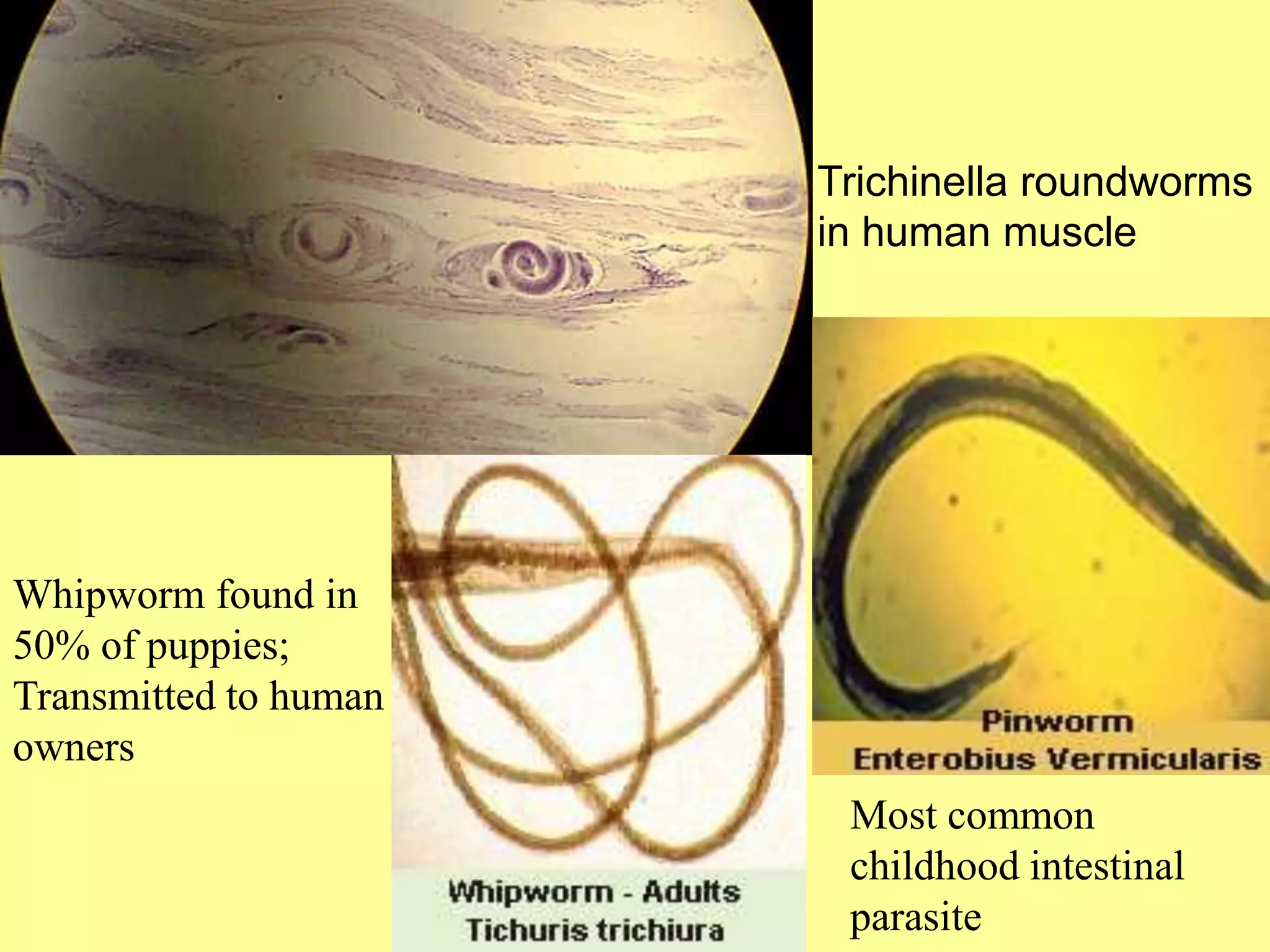 Flatworms roundworms notes | PPT