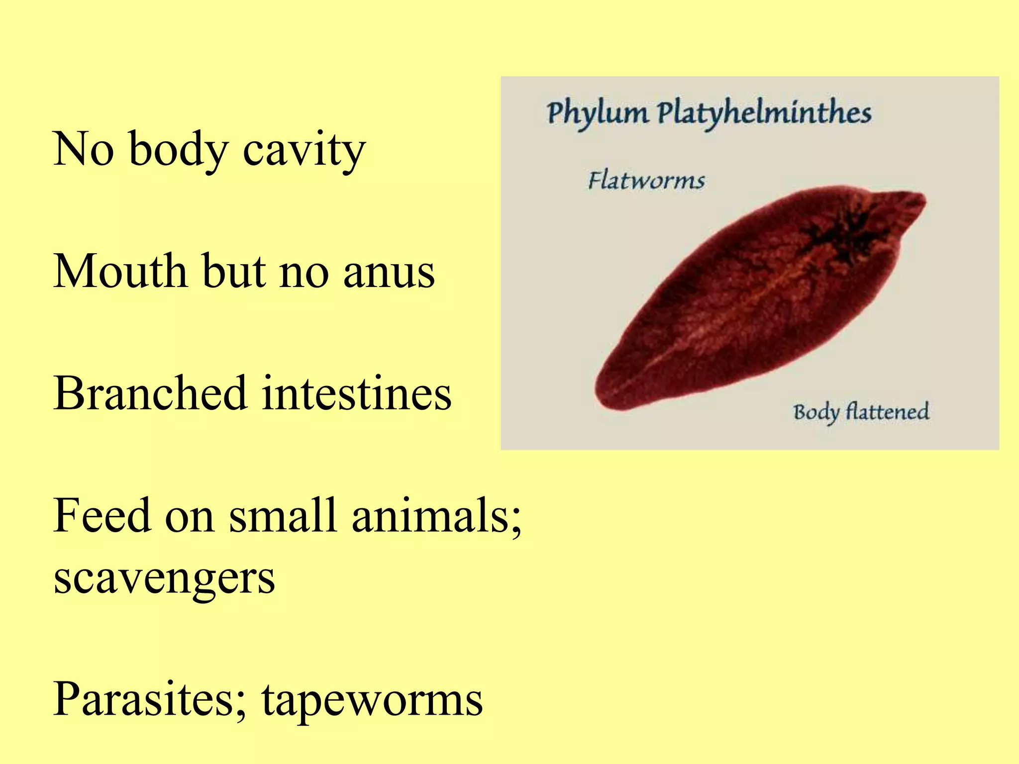 Flatworms roundworms notes | PPT
