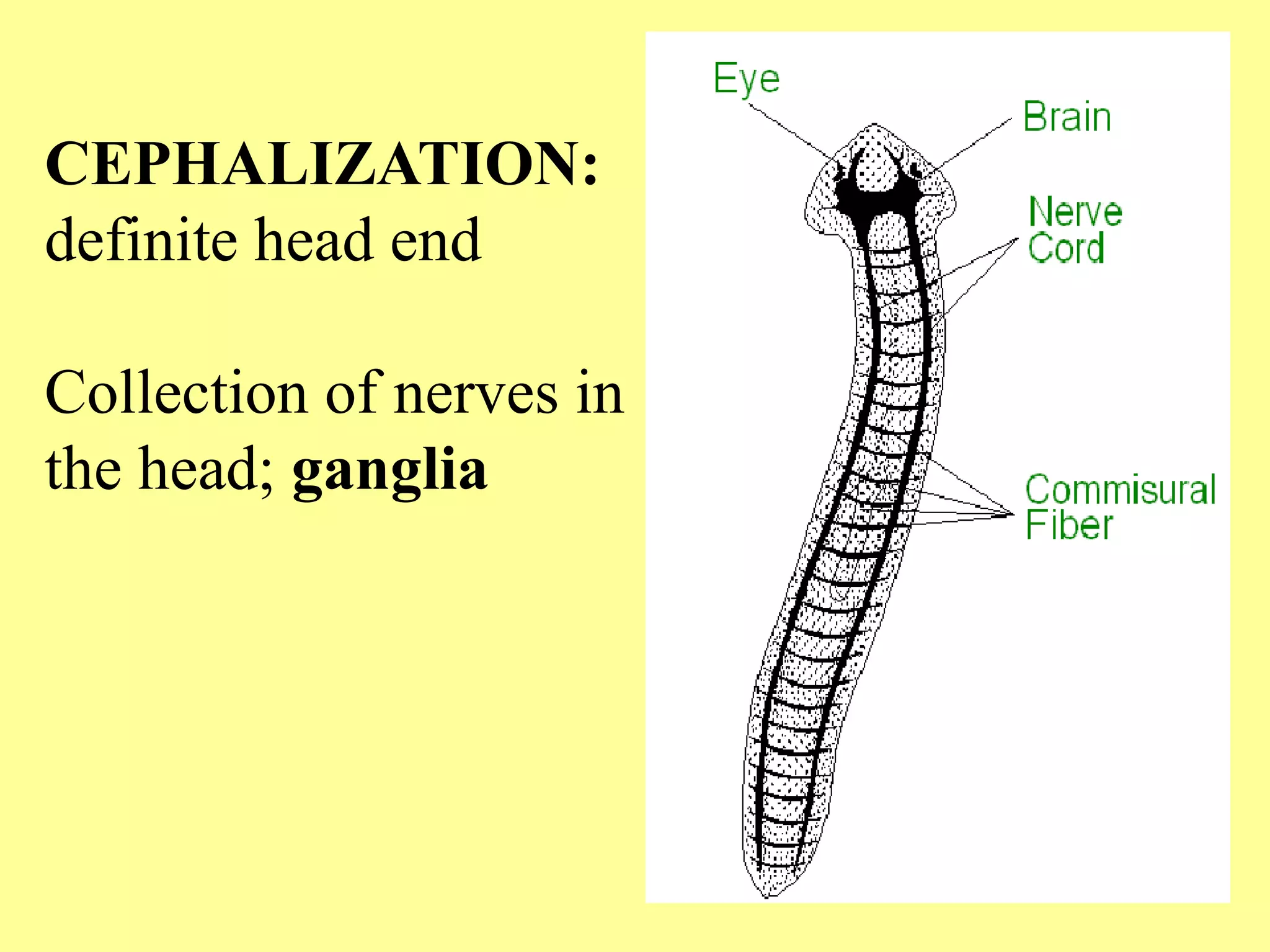 Flatworms roundworms notes | PPT