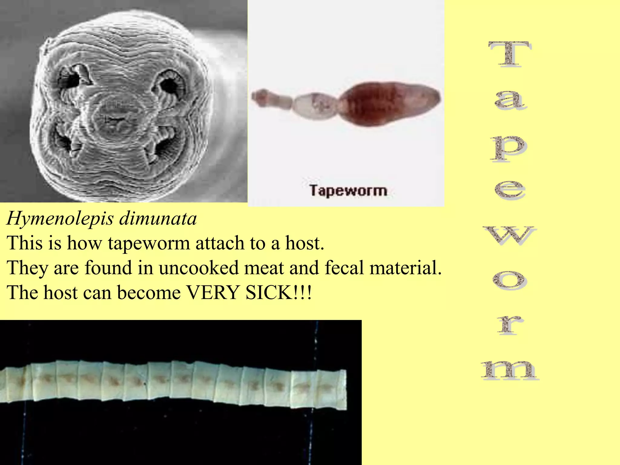 Flatworms roundworms notes | PPT