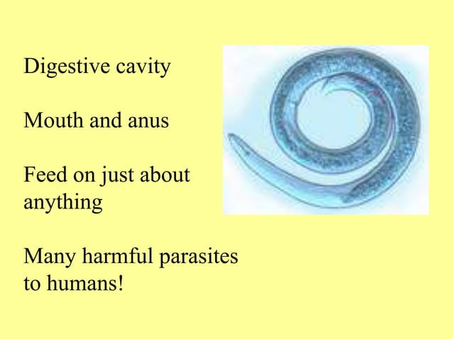 Flatworms roundworms notes | PPT