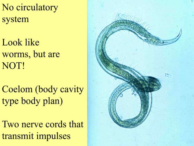 Flatworms roundworms notes | PPT | Free Download