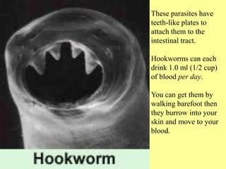Flatworms roundworms notes | PPT