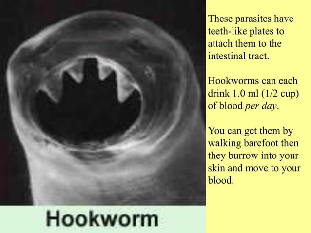 Flatworms roundworms notes | PPT