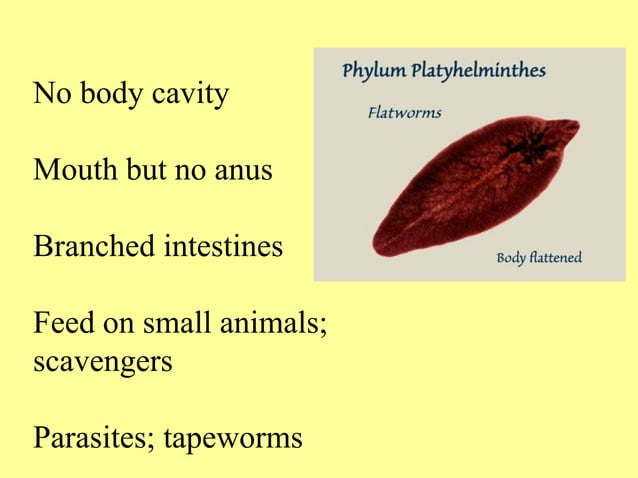 Flatworms roundworms notes | PPT