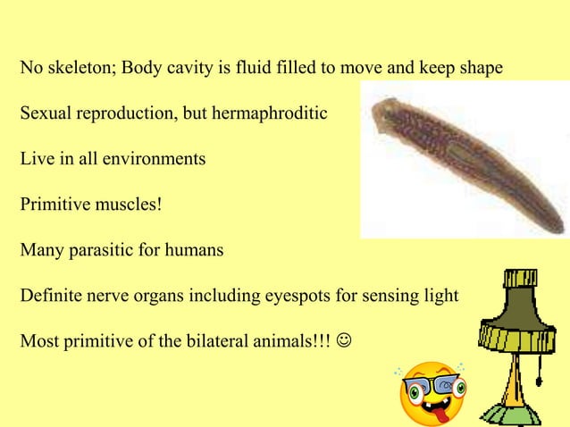 Flatworms roundworms notes | PPT