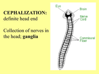 Flatworms roundworms notes | PPT