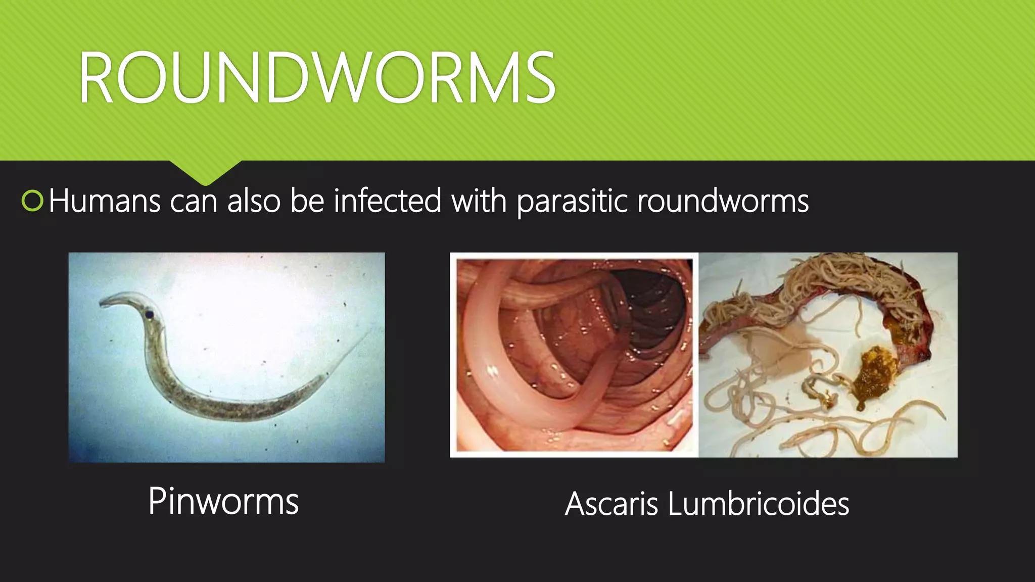 Flatworms, roundworms, segmented worms | PPTX