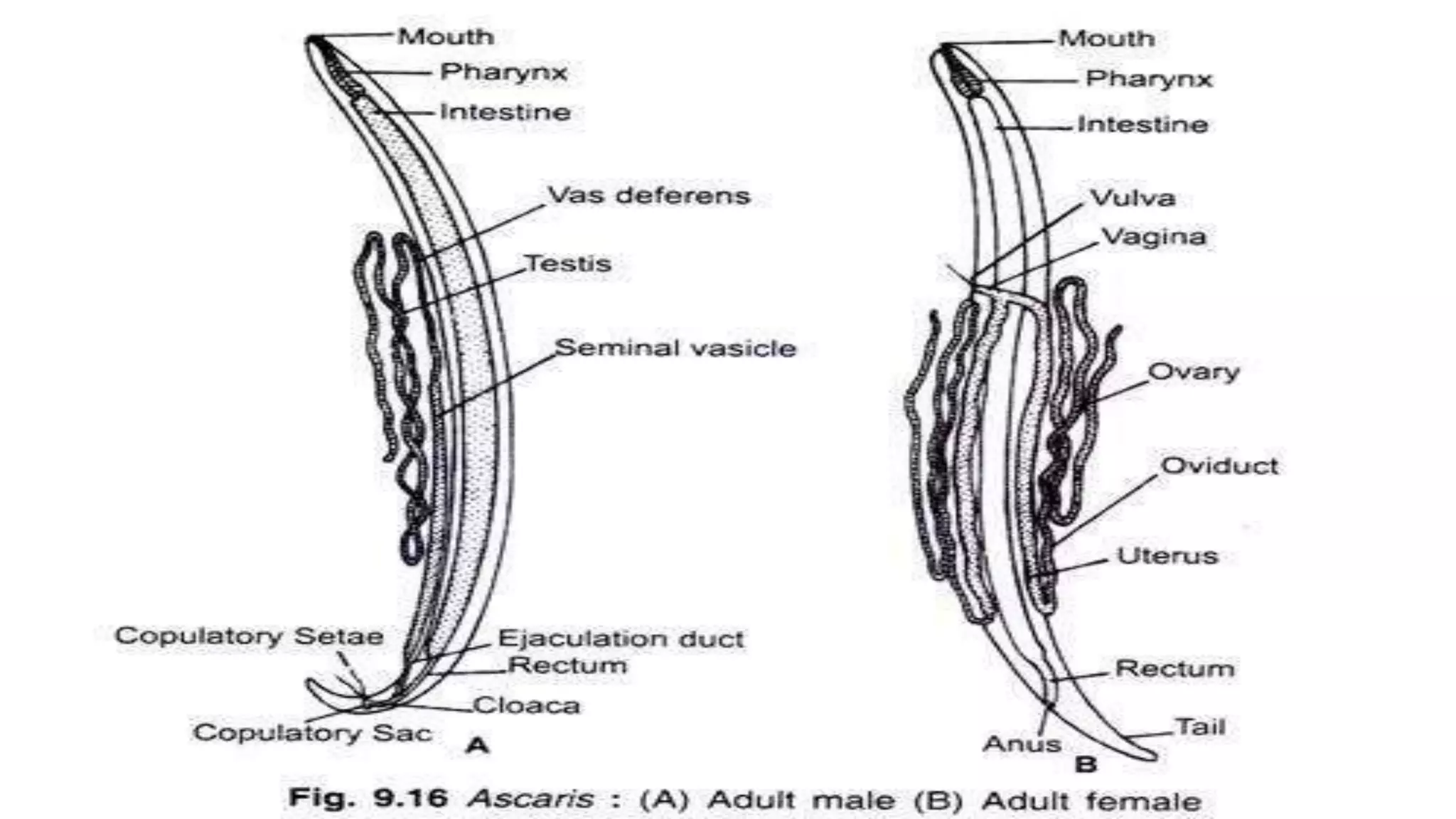 Flatworms, roundworms, segmented worms | PPTX