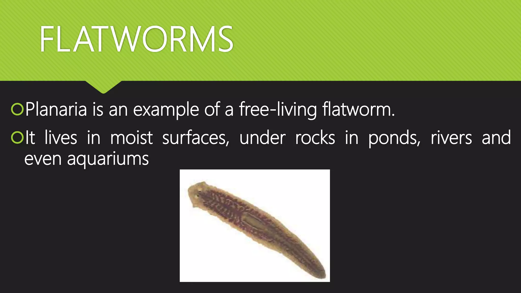 Flatworms, roundworms, segmented worms | PPTX