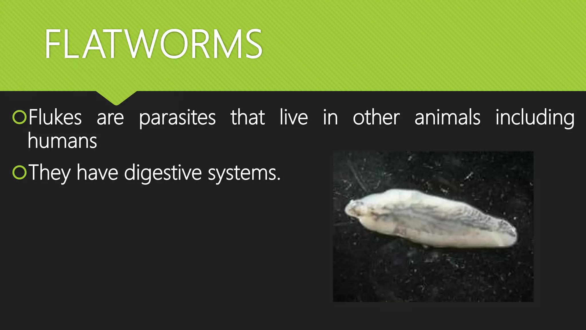 Flatworms, roundworms, segmented worms | PPTX