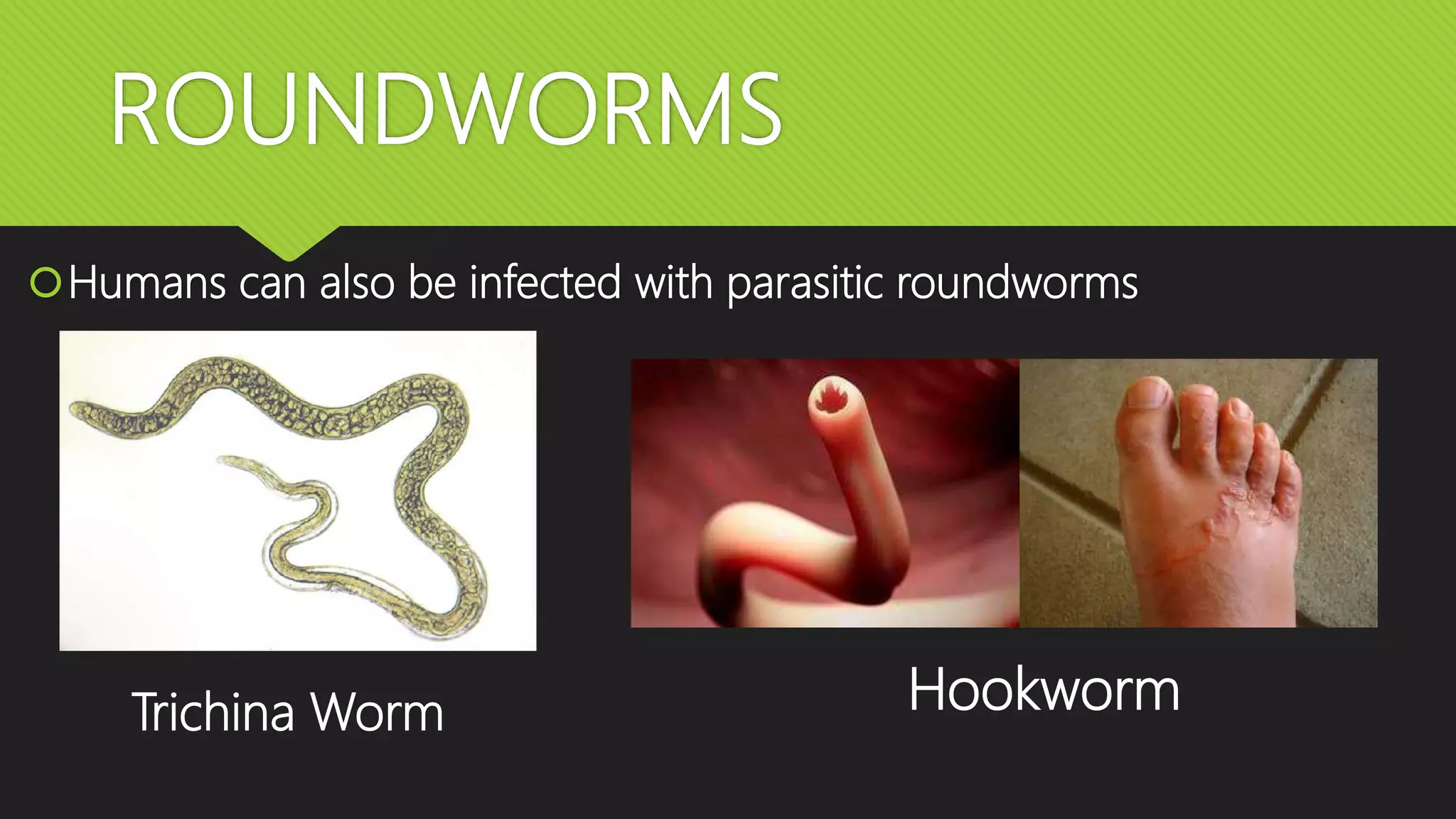 Flatworms, roundworms, segmented worms | PPT