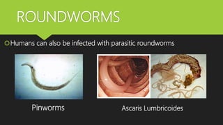 Flatworms, roundworms, segmented worms | PPTX