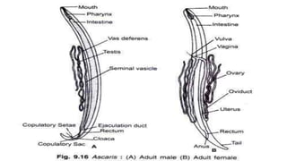 Flatworms, roundworms, segmented worms | PPTX