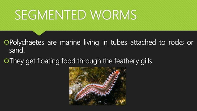 Flatworms, roundworms, segmented worms | PPT