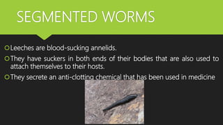 Flatworms, roundworms, segmented worms | PPTX