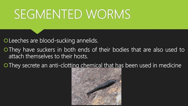 Flatworms, roundworms, segmented worms | PPT