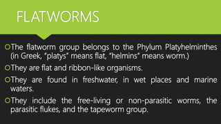 Flatworms, roundworms, segmented worms | PPTX