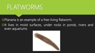 Flatworms, roundworms, segmented worms | PPTX