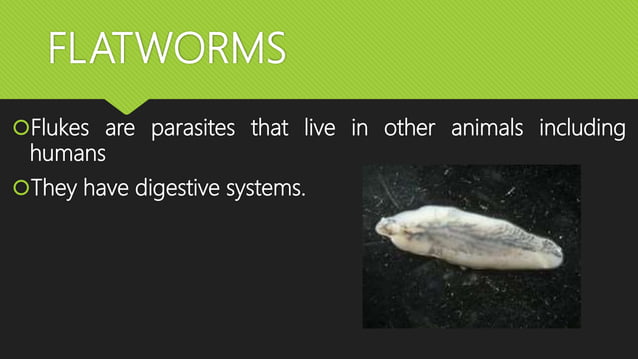 Flatworms, roundworms, segmented worms | PPT