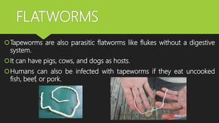 Flatworms, roundworms, segmented worms | PPTX