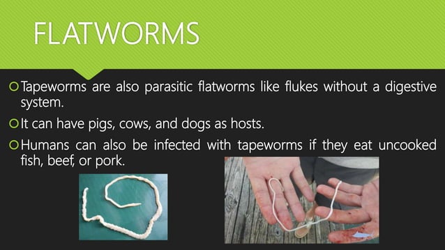 Flatworms, roundworms, segmented worms | PPT