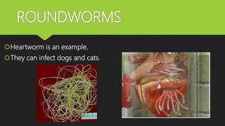 Flatworms, roundworms, segmented worms | PPTX