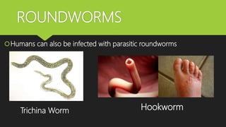 Flatworms, roundworms, segmented worms | PPTX