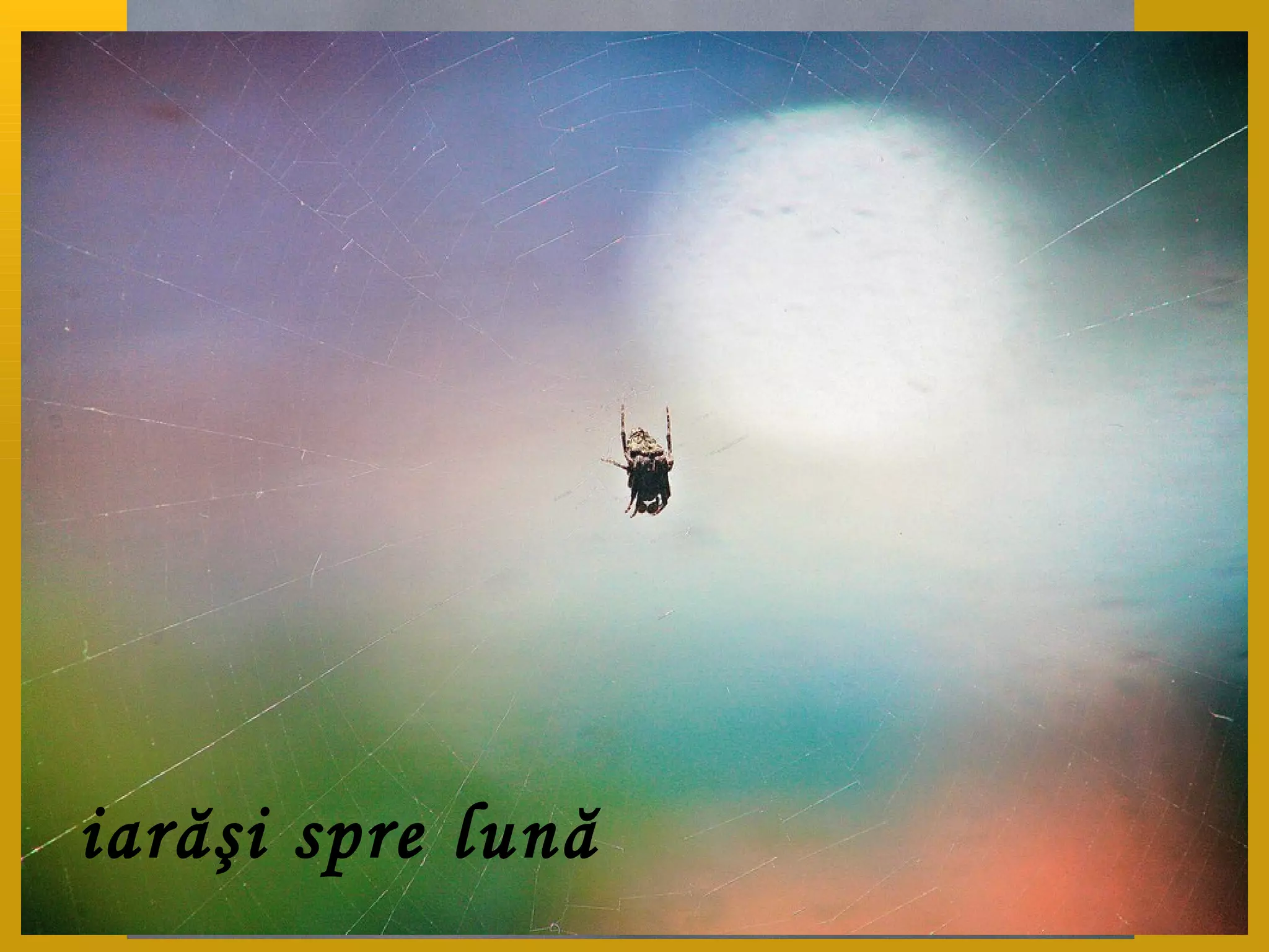 Flavia Muntean Prunul Uscat | PPS
