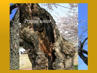 Flavia Muntean Prunul Uscat | PPT