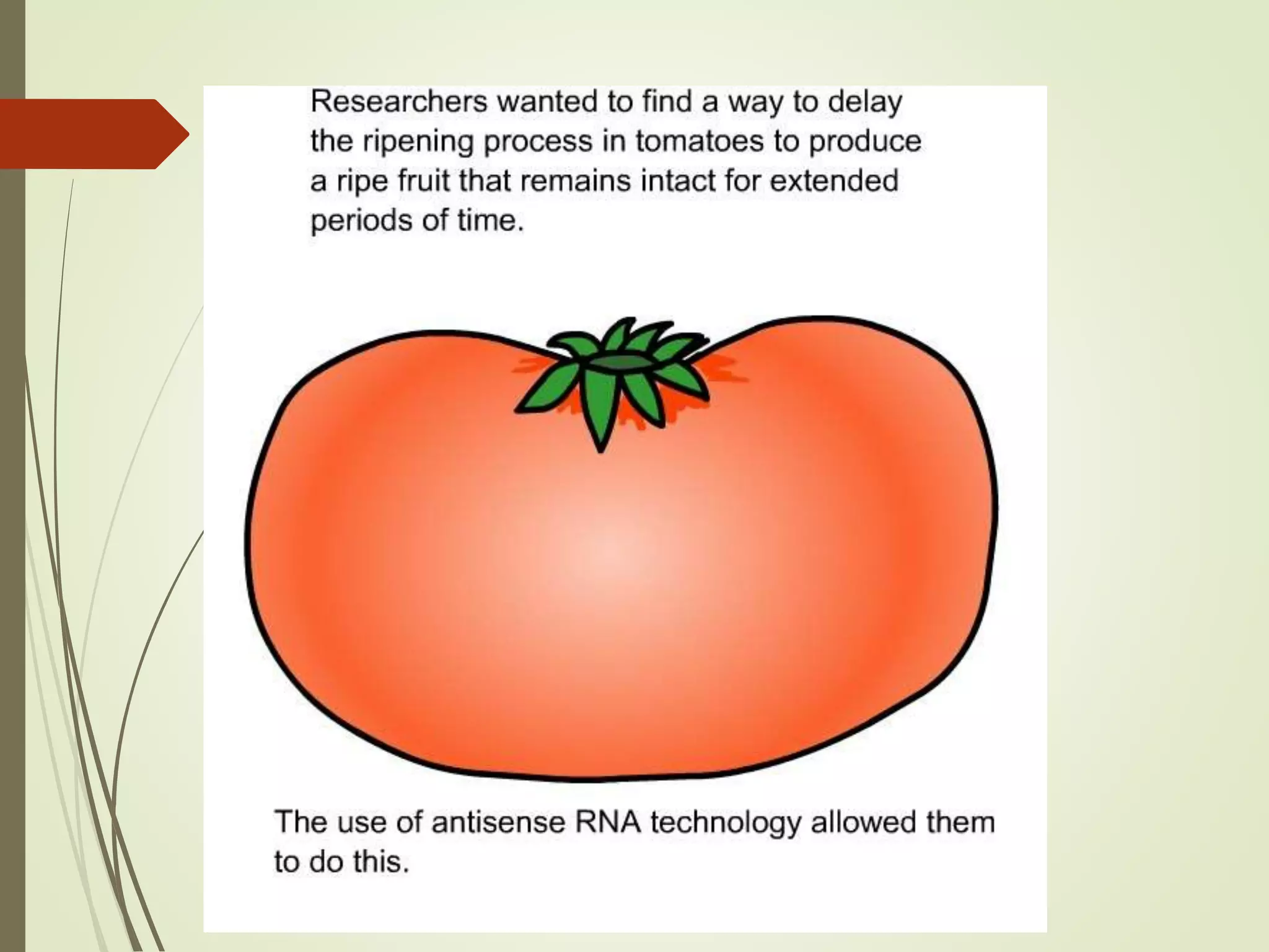FLAVR SAVR tomato.pptx